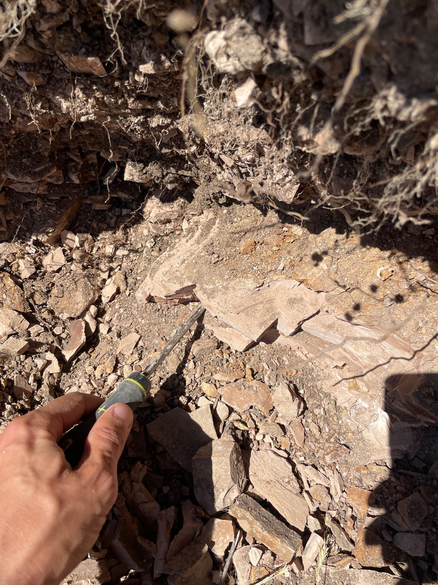 Digging Fossils in Fossil, Oregon - Oregon Road Trip - Roam the Northwest