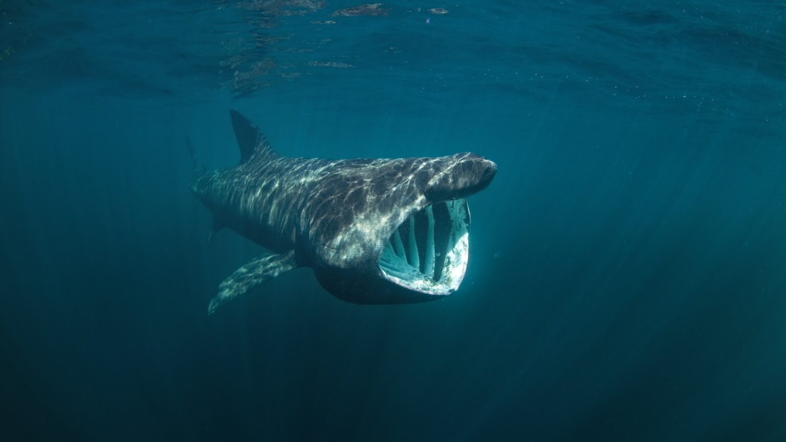 12 Sharks That Patrol the Waters in California - Roam the Northwest