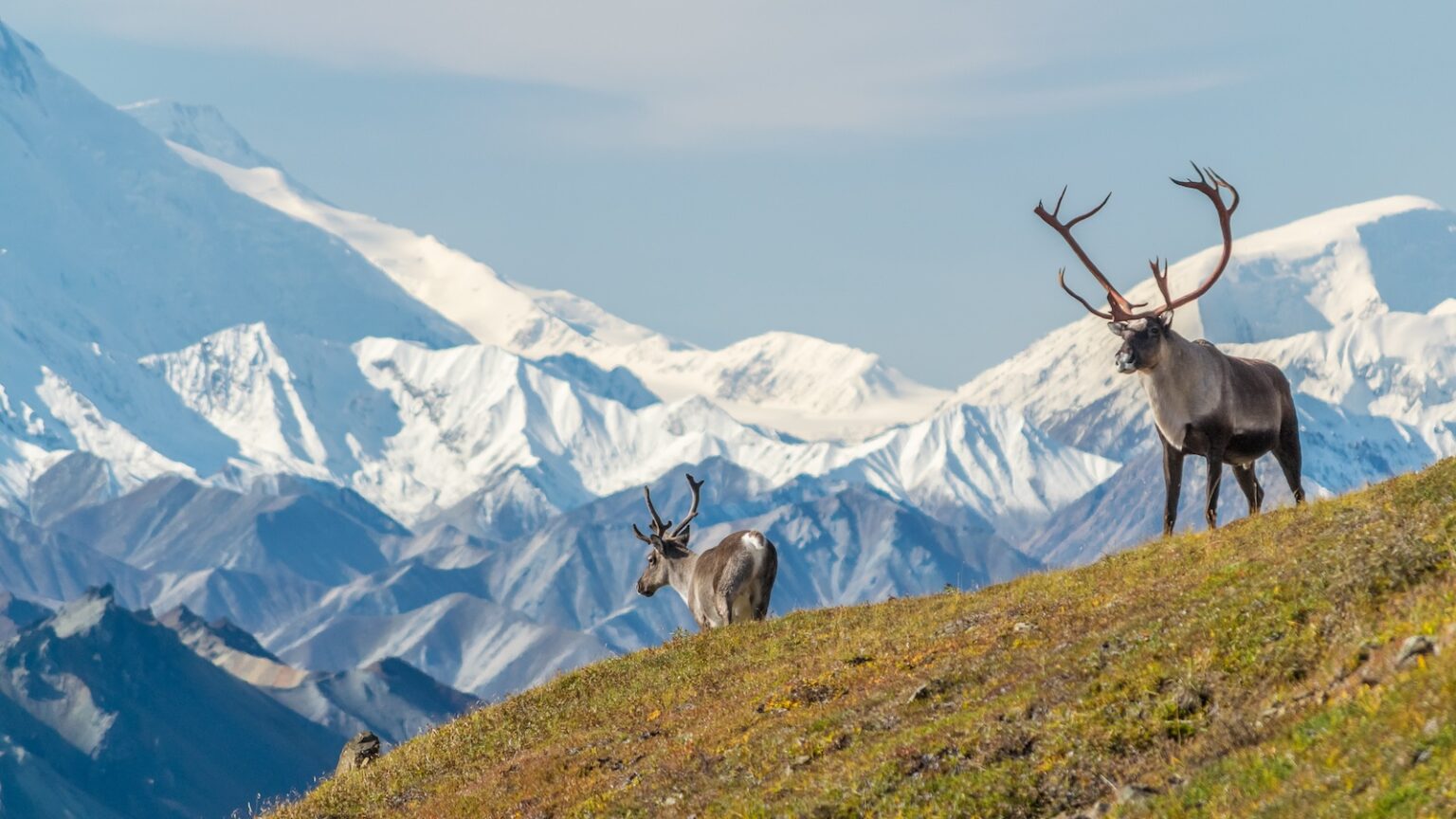 22 of the Coolest Animals You'll Find in Alaska - Roam the Northwest