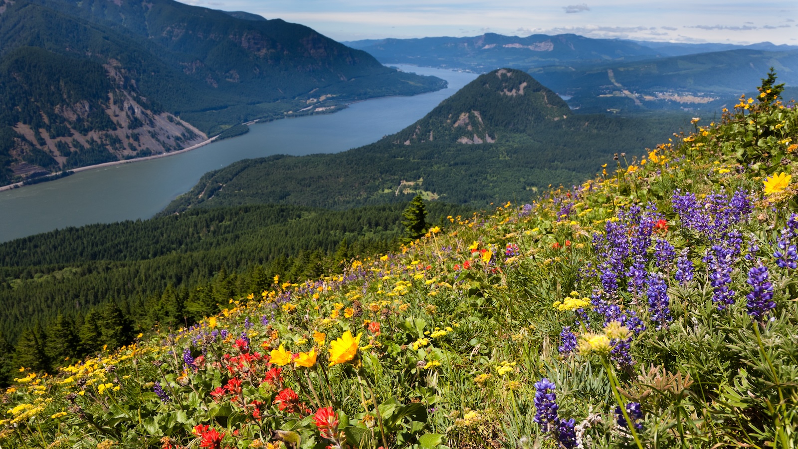 18 of the Most Breathtaking Wildflower Displays in the World - Roam the ...