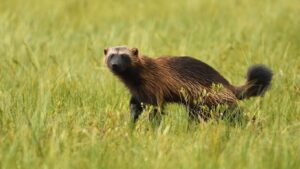 22 of the Coolest Animals You'll Find in Alaska - Roam the Northwest