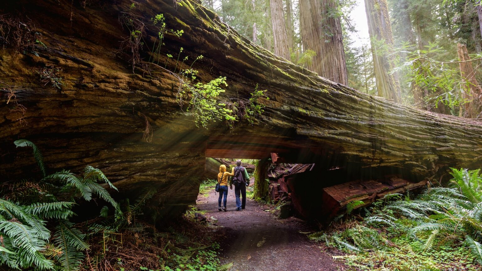 Explore Majestic Redwoods on this Northern California Road Trip - Roam ...