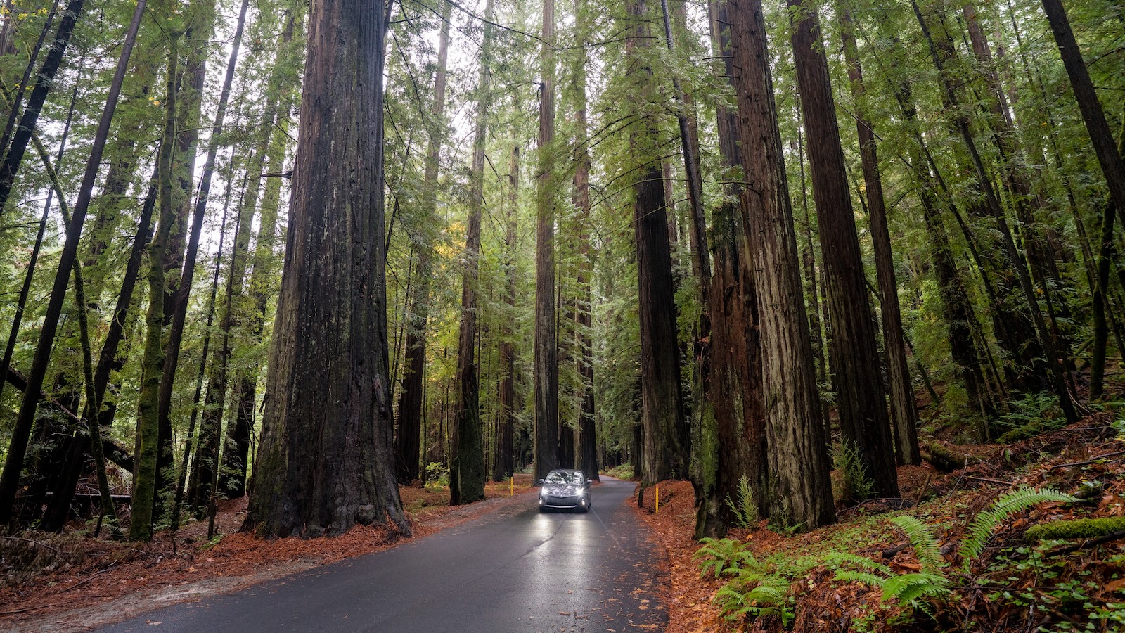 Explore Majestic Redwoods on this Northern California Road Trip - Roam ...